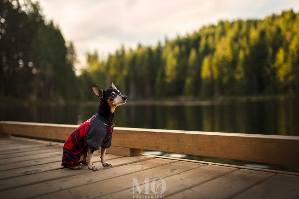 Friendly Pets – Where Best Friends are Made!